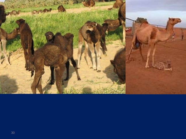 Reproduction in camel | PPTX