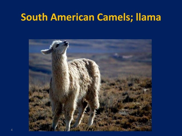 Reproduction in camel | PPTX