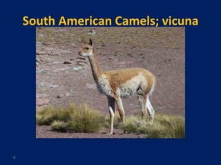 Reproduction in camel | PPTX