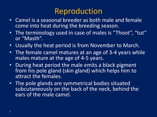 Reproduction in camel | PPTX