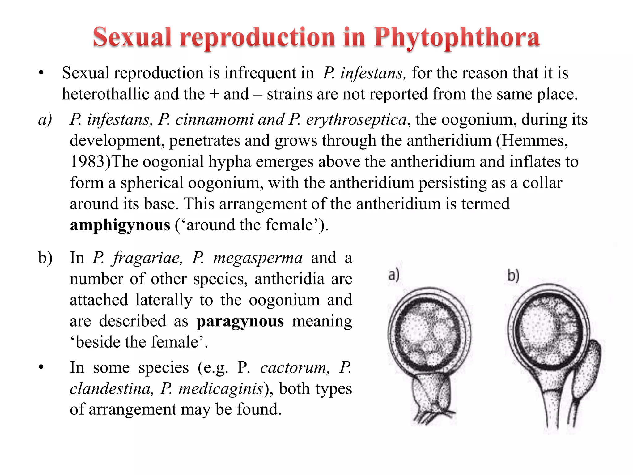 Reproduction in chromista | PPTX