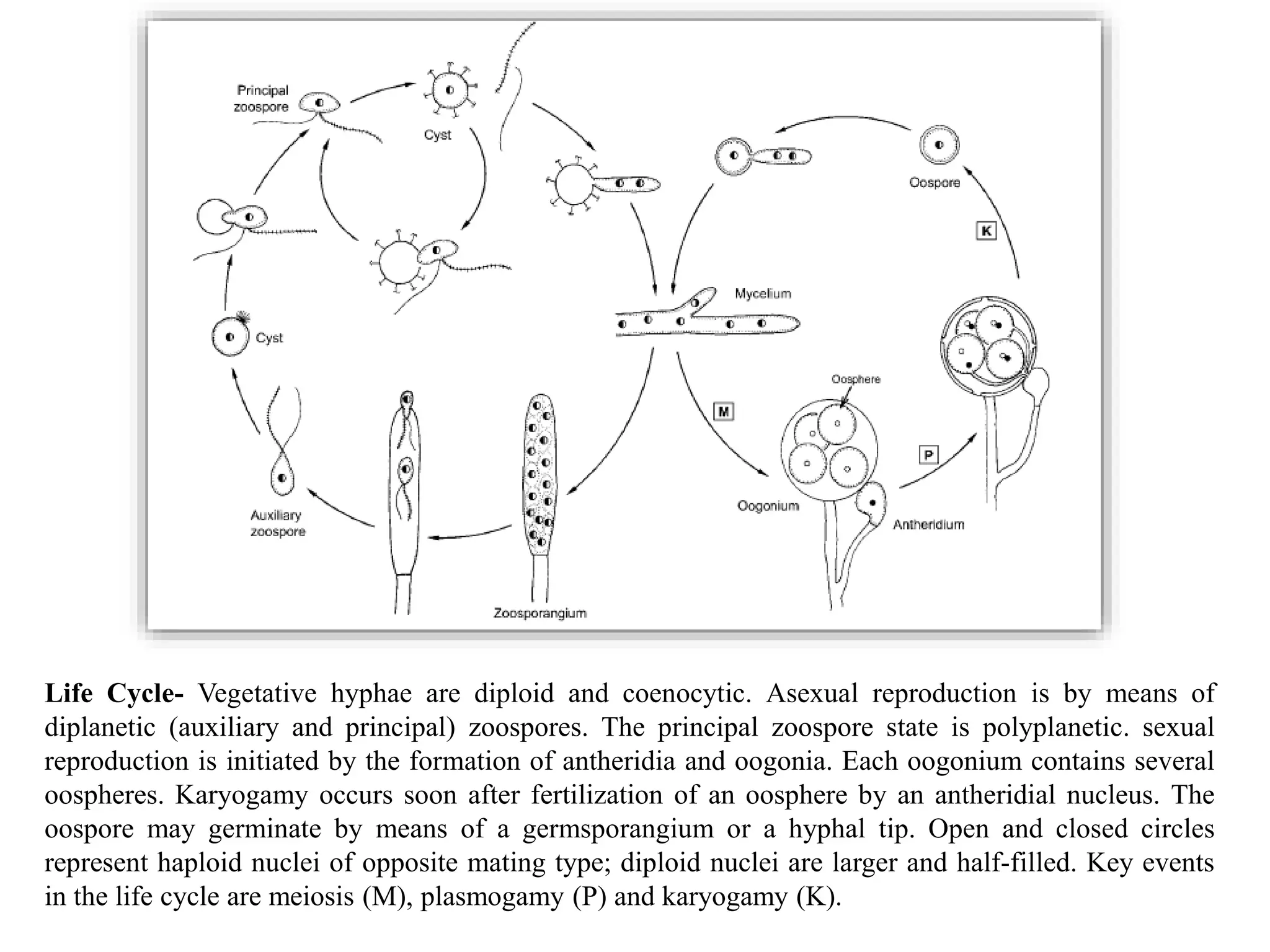 Reproduction in chromista | PPTX