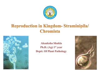 Reproduction in chromista | PPT