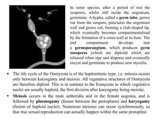 Reproduction in chromista | PPT