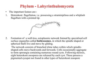 Reproduction in chromista | PPT