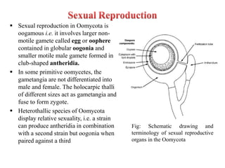 Reproduction in chromista | PPT
