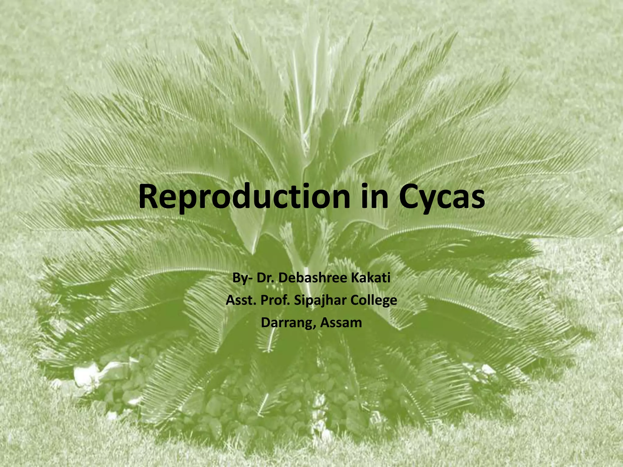 Reproduction in Cycas | PPTX