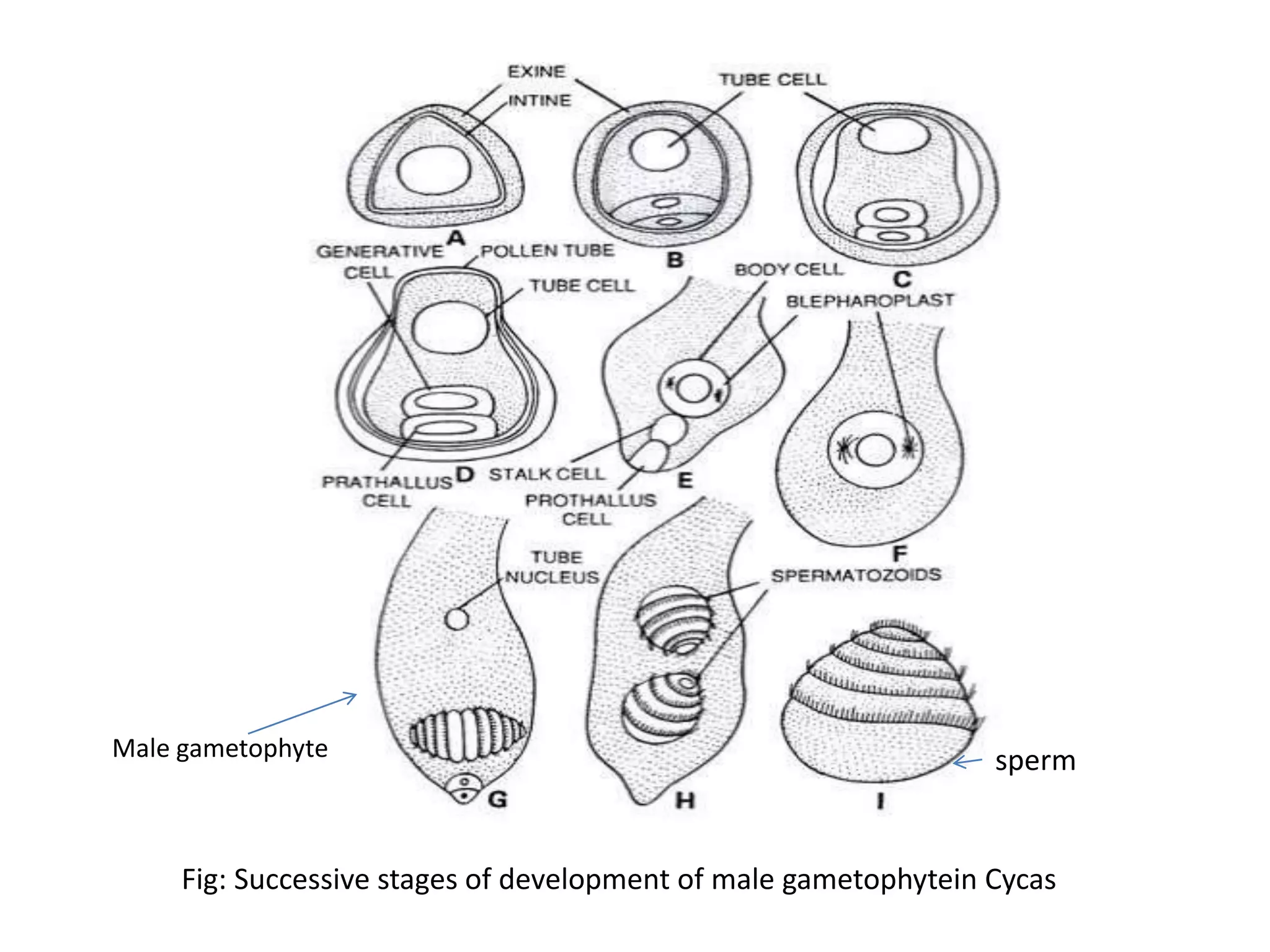 Reproduction in Cycas | PPTX