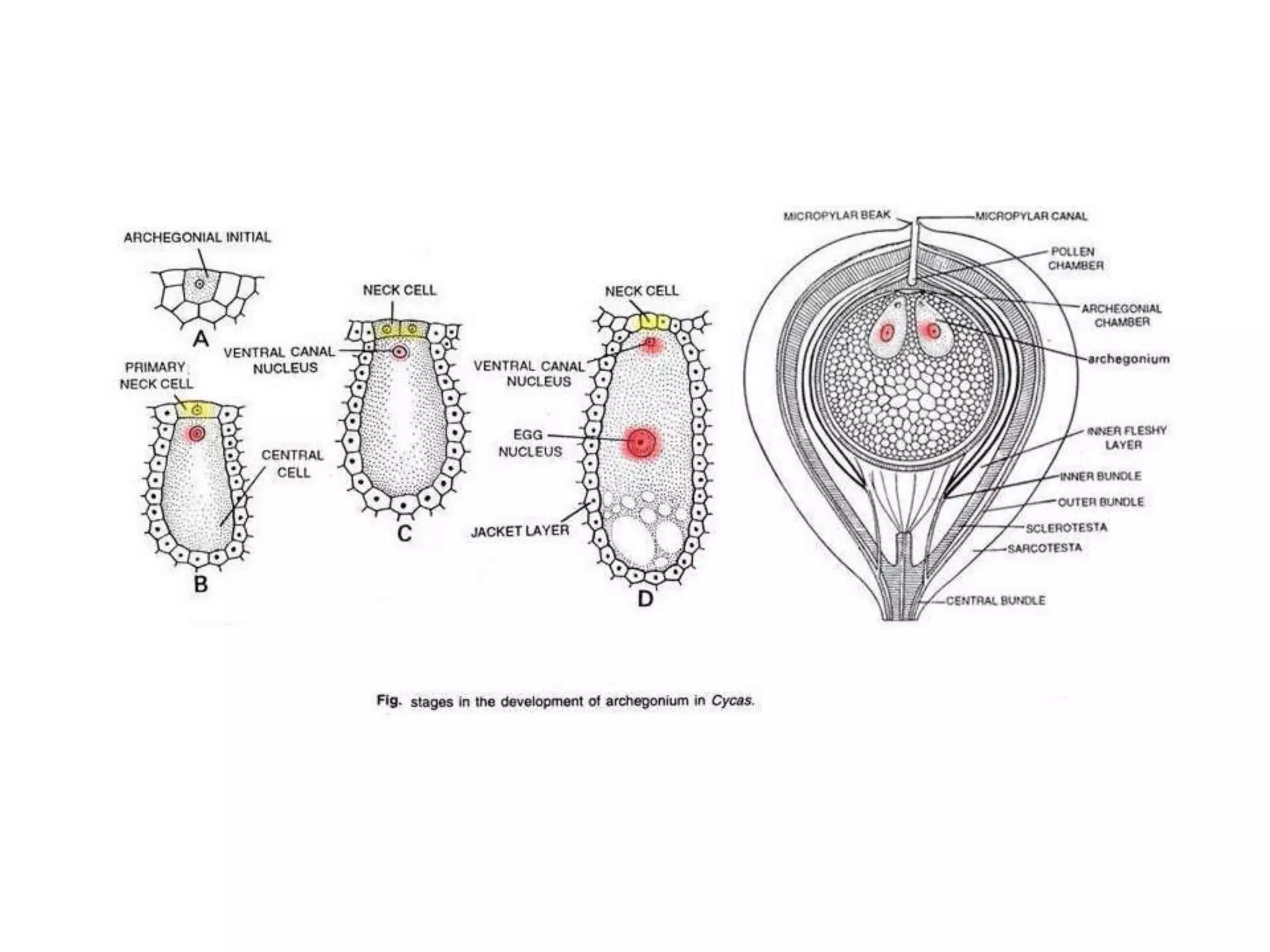 Reproduction in Cycas | PPTX