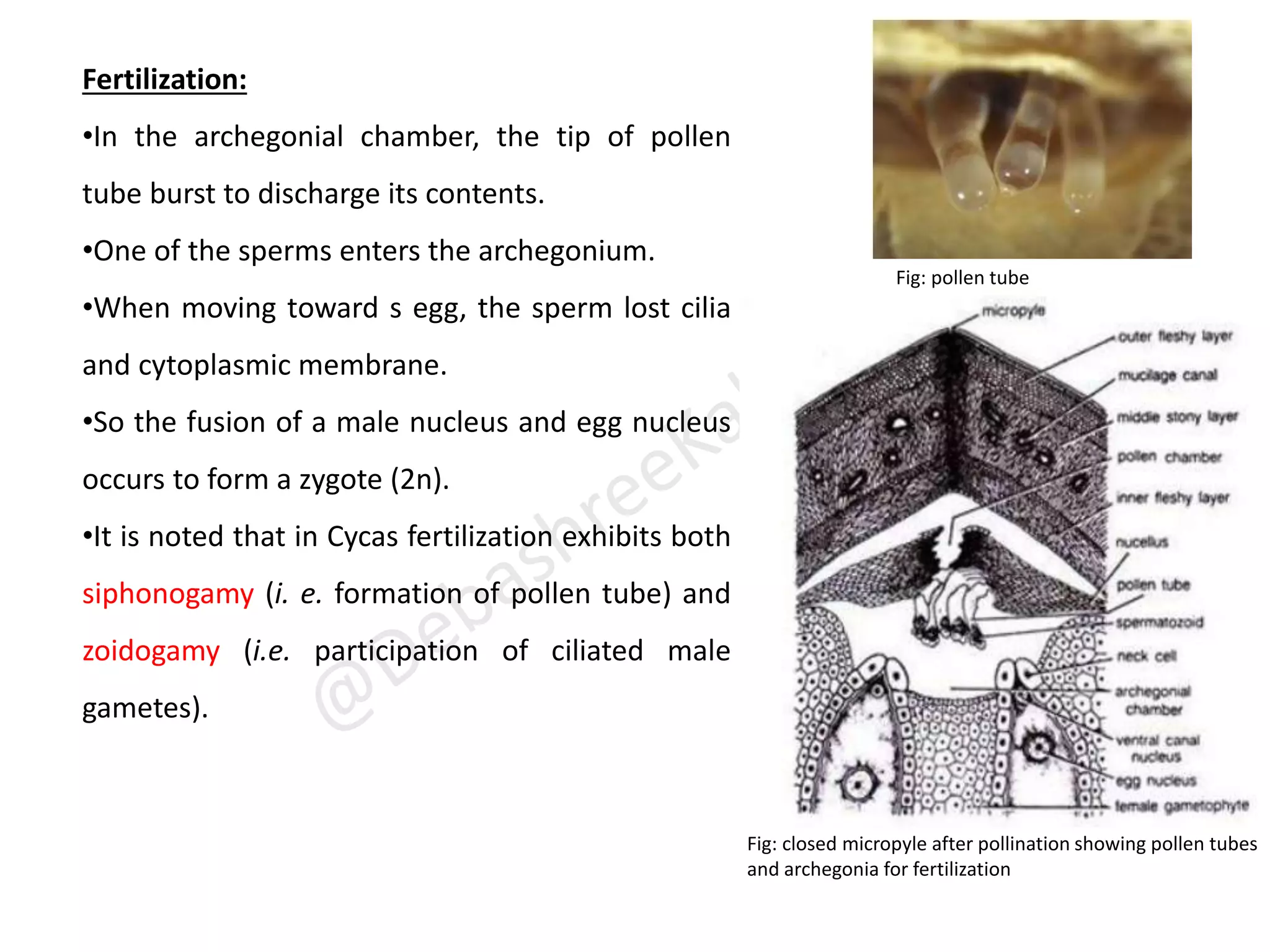 Reproduction in Cycas | PPTX