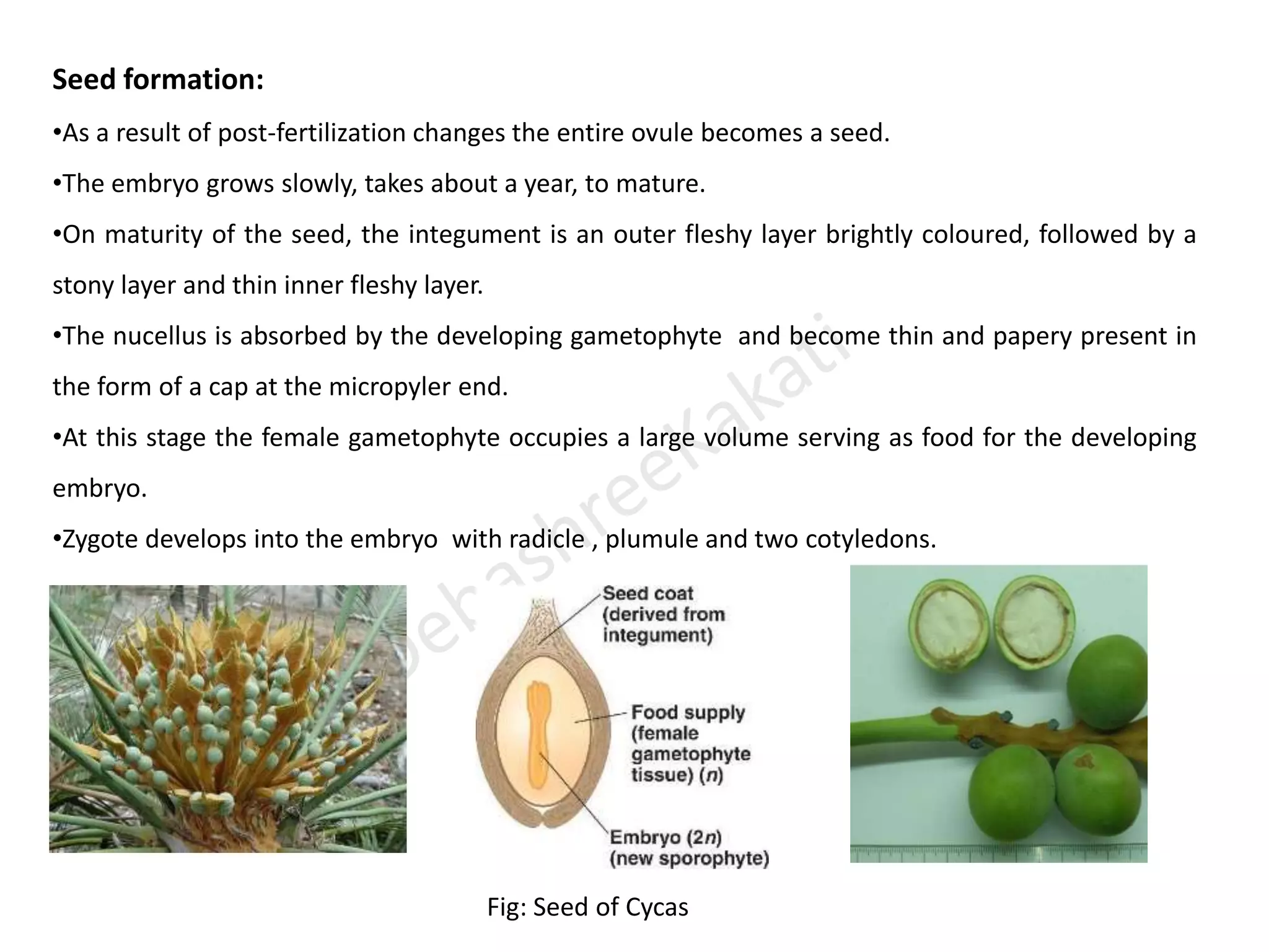 Reproduction in Cycas | PPTX