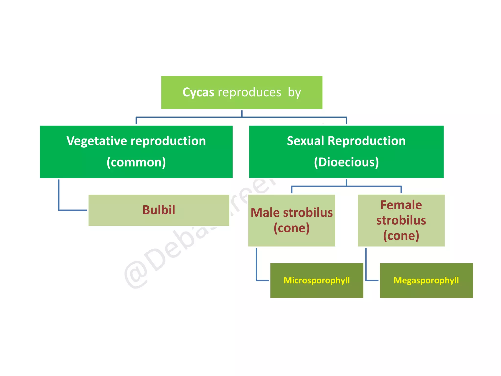 Reproduction in Cycas | PPTX