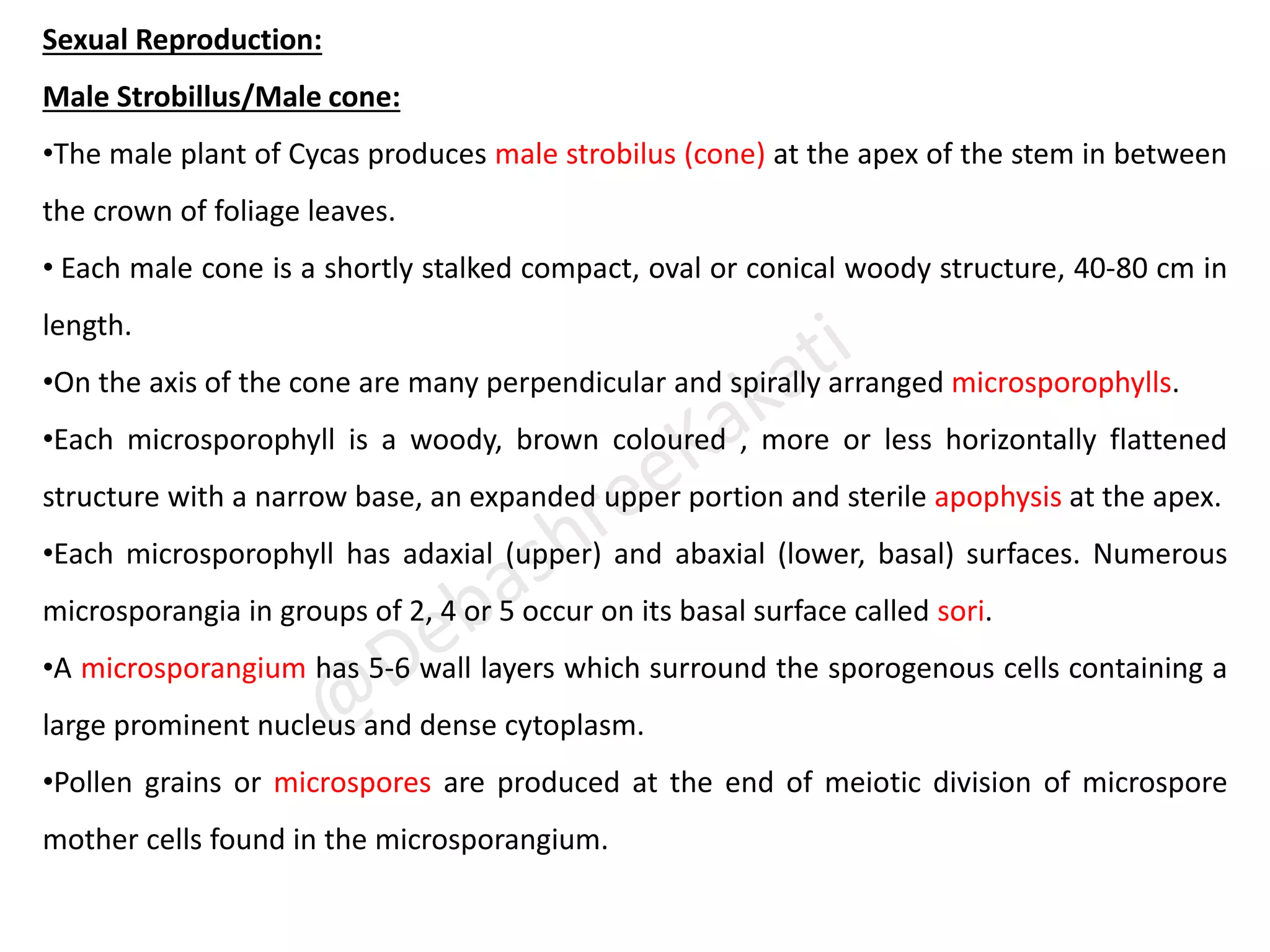 Reproduction in Cycas | PPTX