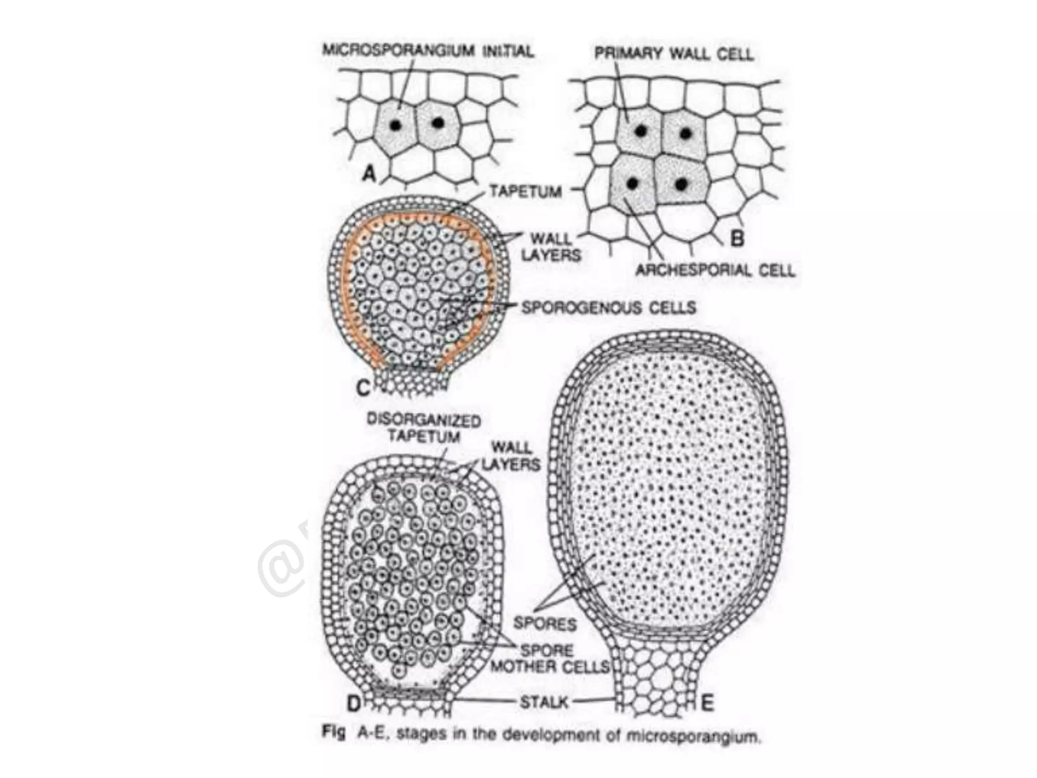 Reproduction in Cycas | PPTX