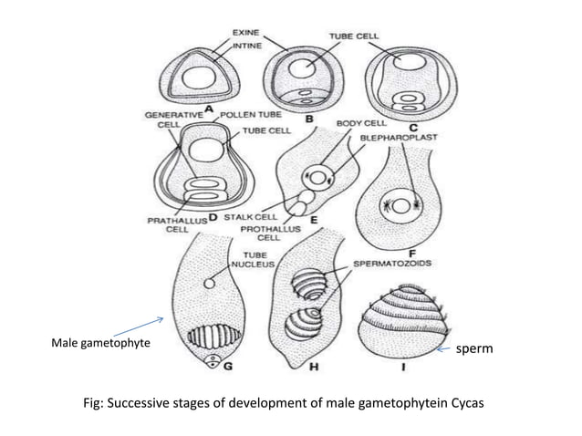Reproduction in Cycas | PPTX