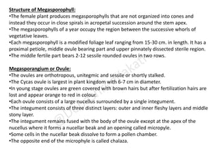 Reproduction in Cycas | PPTX
