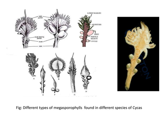 Reproduction in Cycas | PPTX