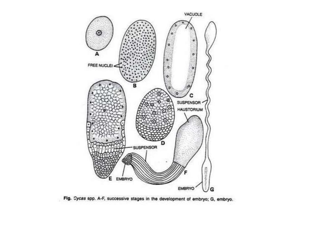 Reproduction in Cycas | PPTX
