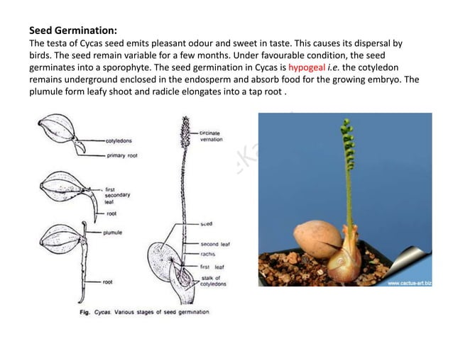 Reproduction in Cycas | PPTX