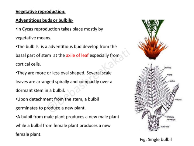 Reproduction in Cycas | PPTX