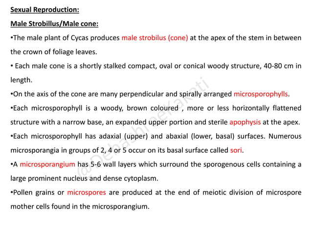 Reproduction in Cycas | PPTX