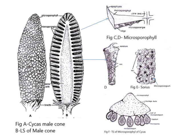 Reproduction in Cycas | PPTX