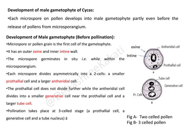 Reproduction in Cycas | PPTX