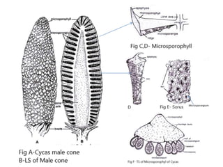 Reproduction in Cycas | PPT