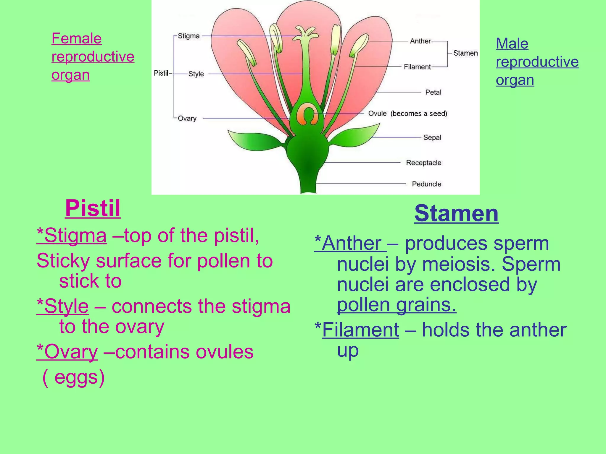 Reproduction In Flowering Plants | PPT