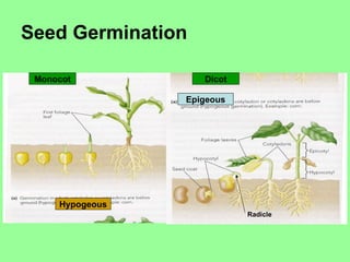 Reproduction In Flowering Plants | PPT
