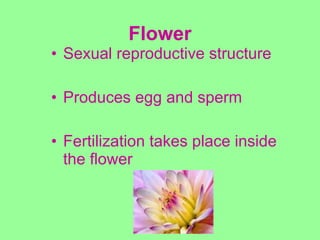 Reproduction In Flowering Plants | PPT