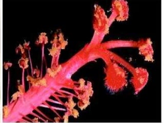 Reproduction in flowering plants presentation | PPT