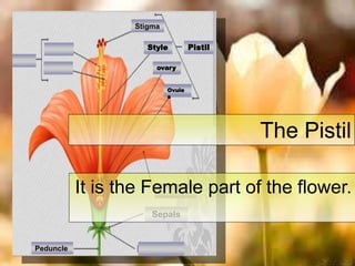 Reproduction in flowering plants presentation | PPT