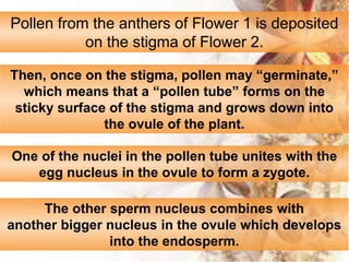 Reproduction in flowering plants presentation | PPT
