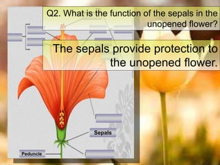 Reproduction in flowering plants presentation | PPT