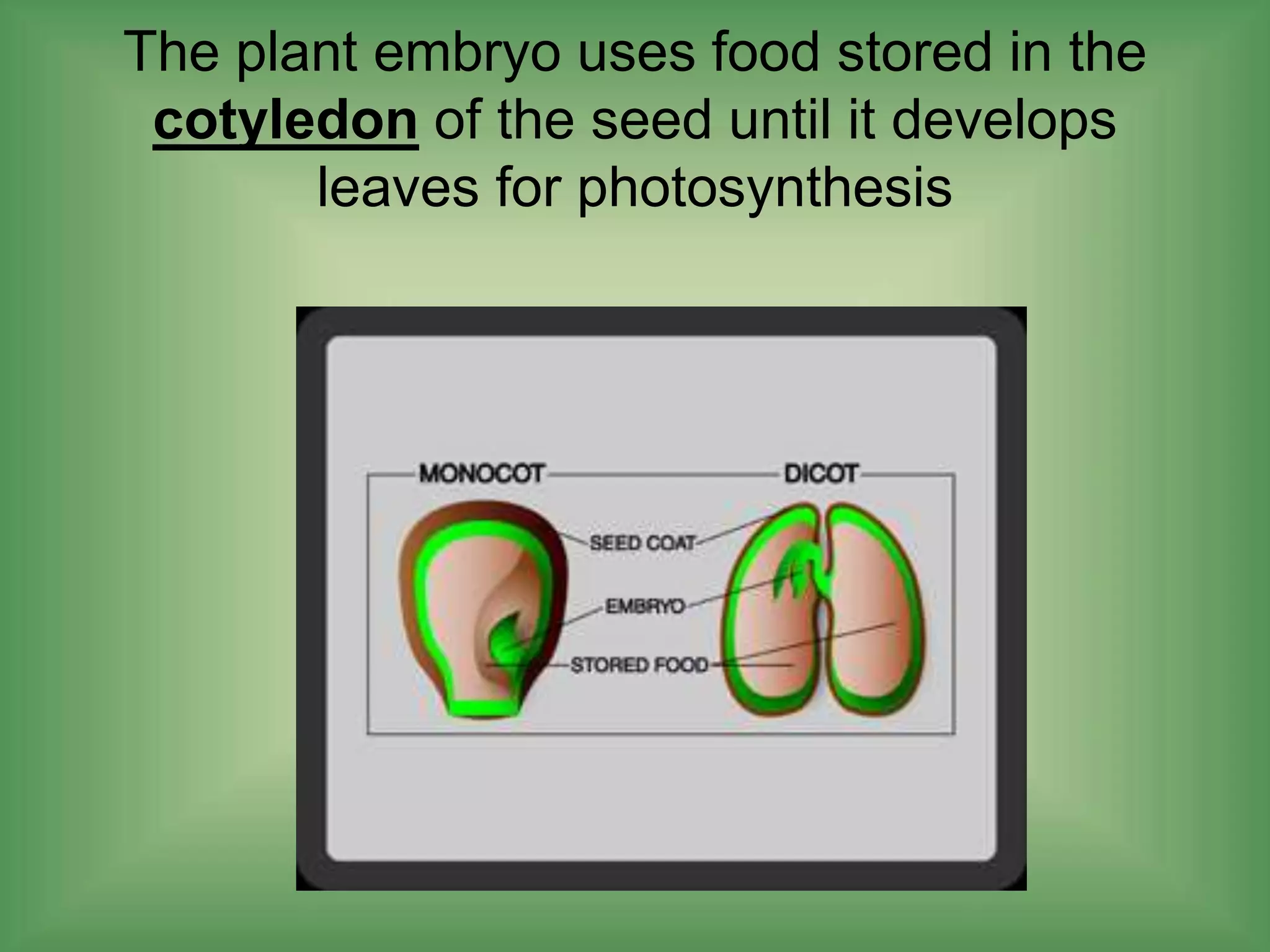 Reproduction in Flowering Plants (1).ppt