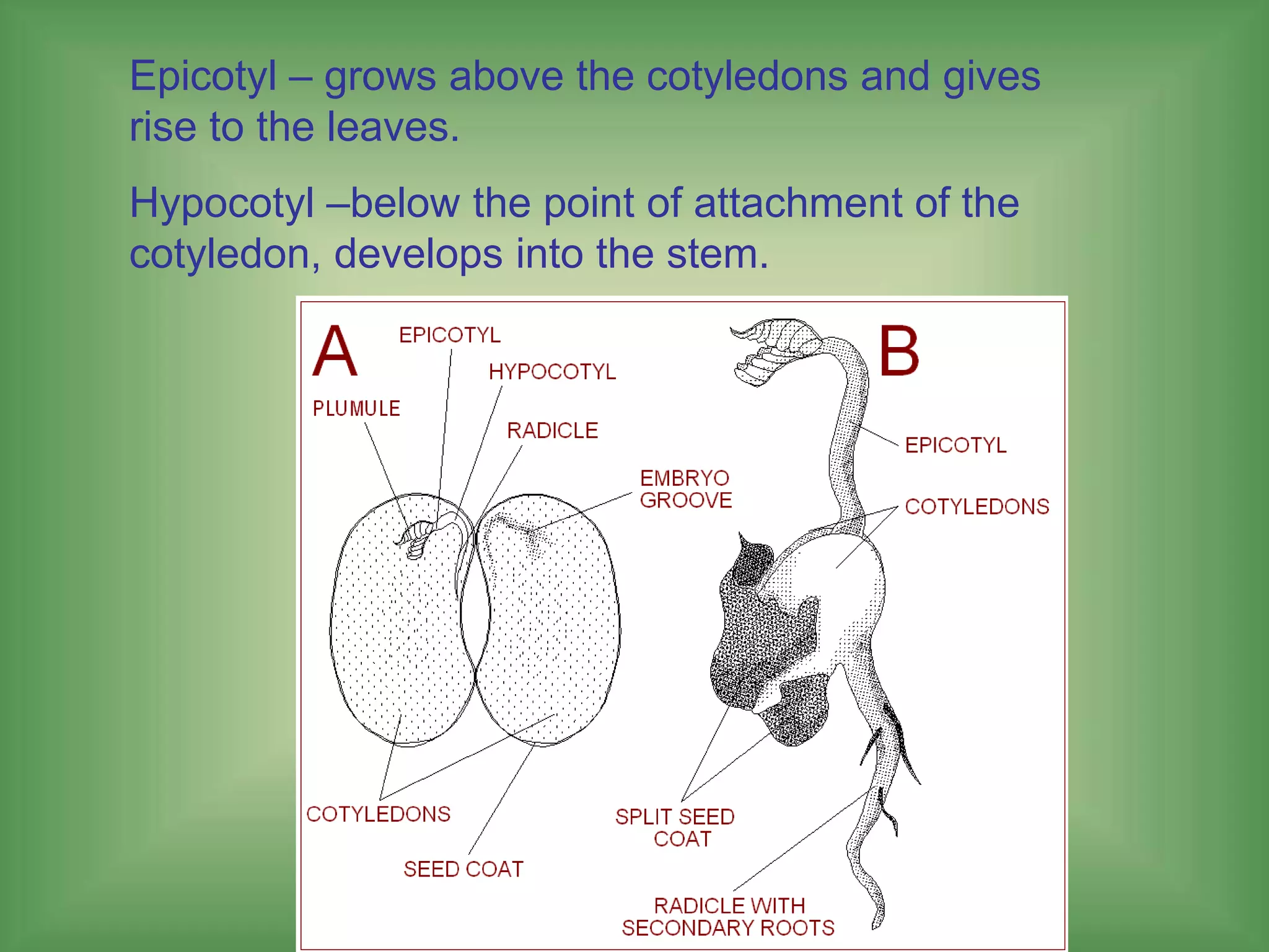 Reproduction in Flowering Plants (1).ppt