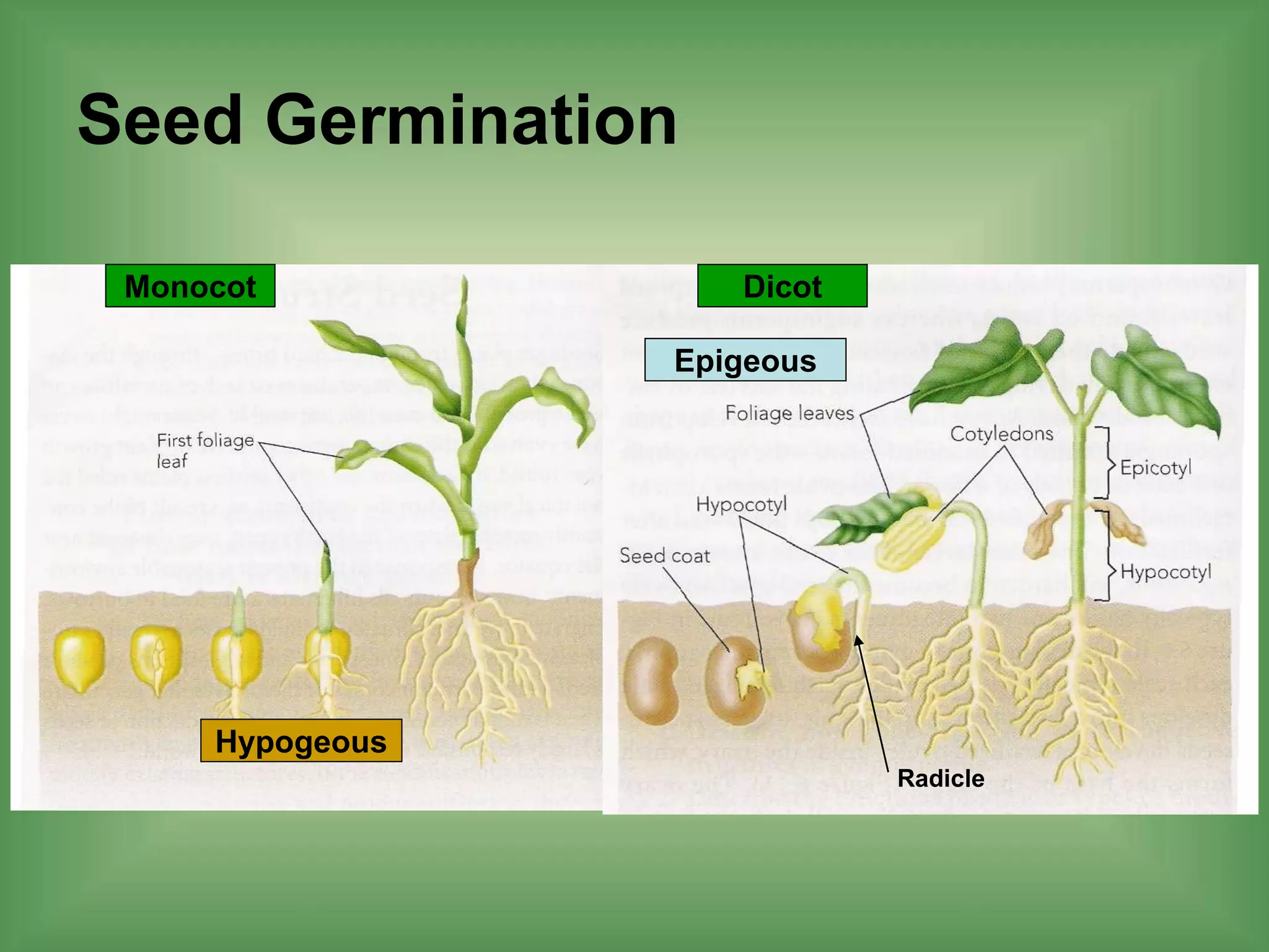 Reproduction in Flowering Plants (1).ppt