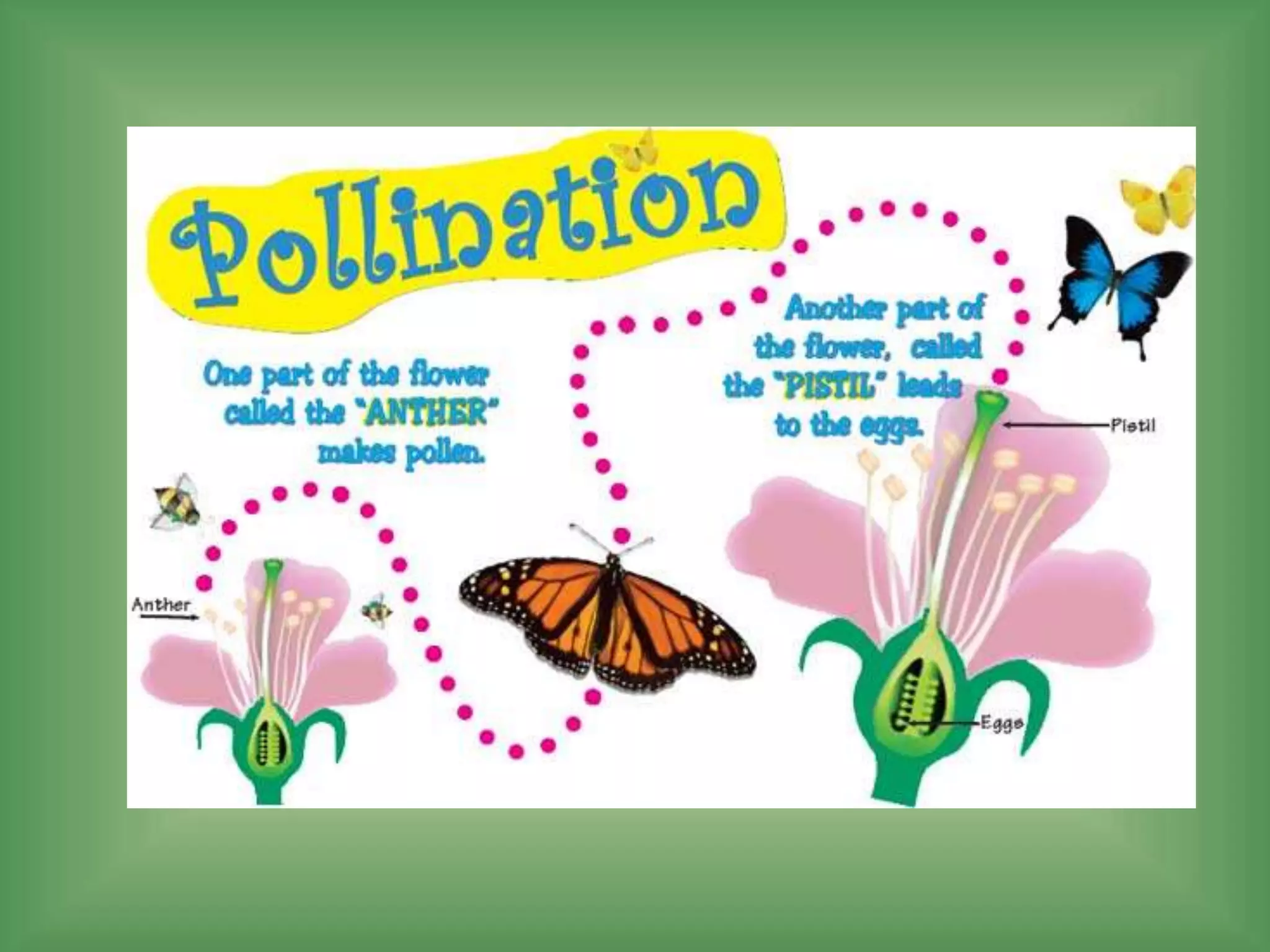 Reproduction in Flowering Plants (1).ppt