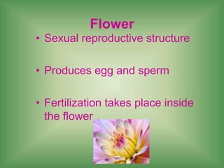 Reproduction in Flowering Plants (1).ppt