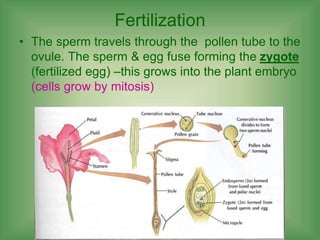 Reproduction in Flowering Plants (1).ppt