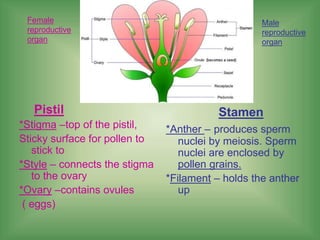 Reproduction in Flowering Plants (1).ppt