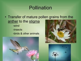 Reproduction in Flowering Plants (1).ppt