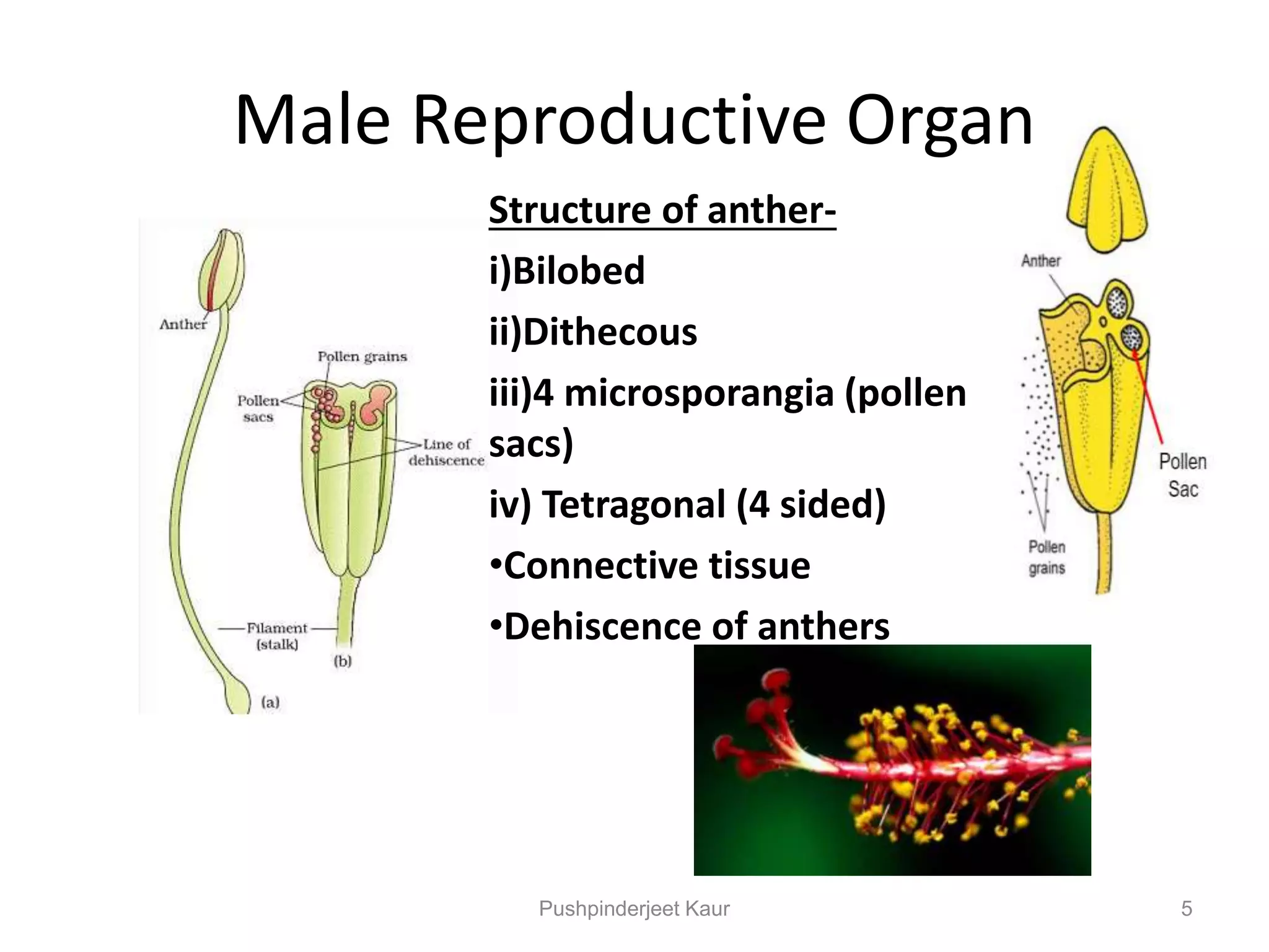 Reproduction in flowering plants chapter 2 | PPT