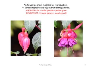 Reproduction in flowering plants chapter 2 | PPT