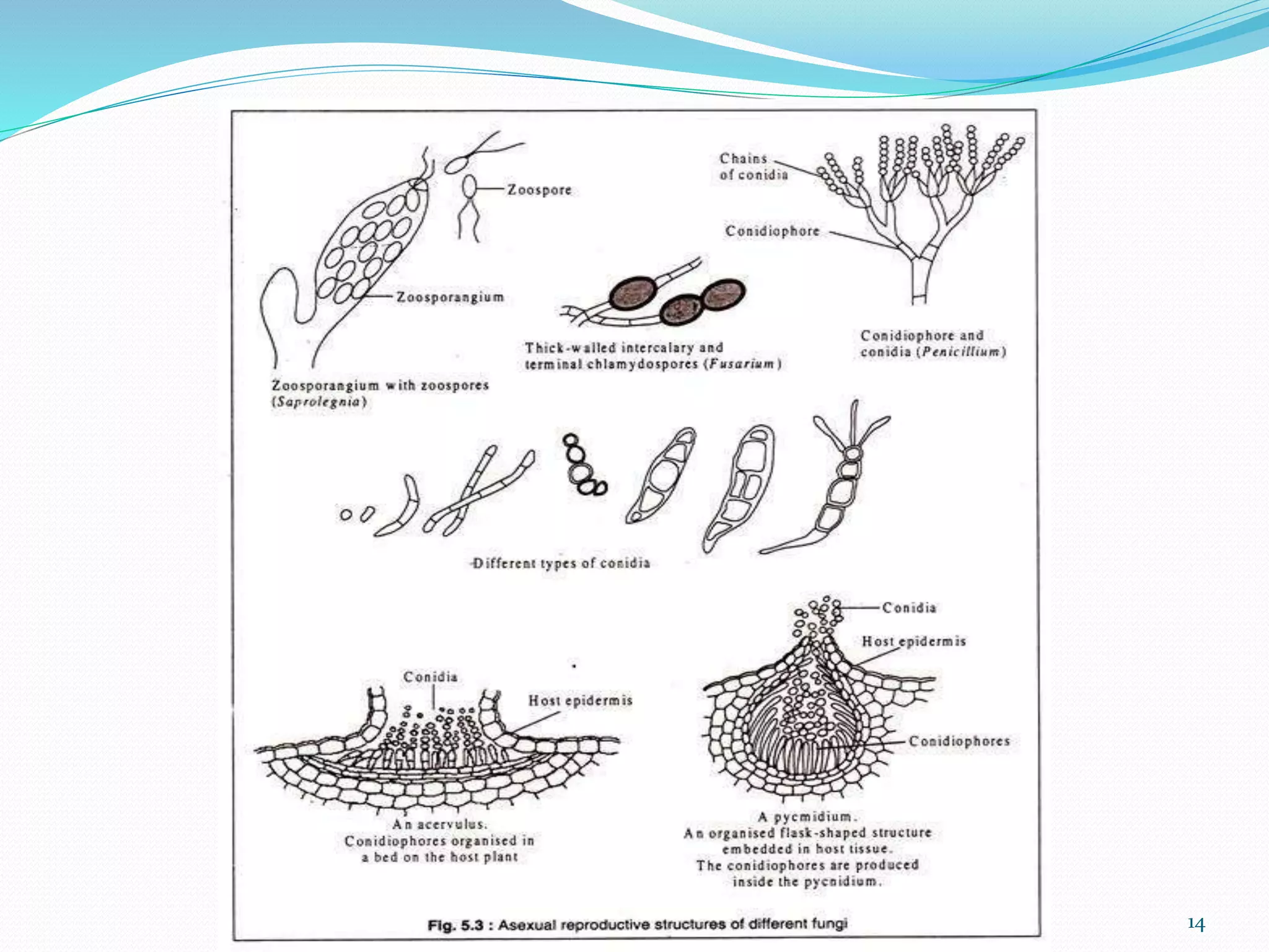 Reproduction in fungi | PPTX
