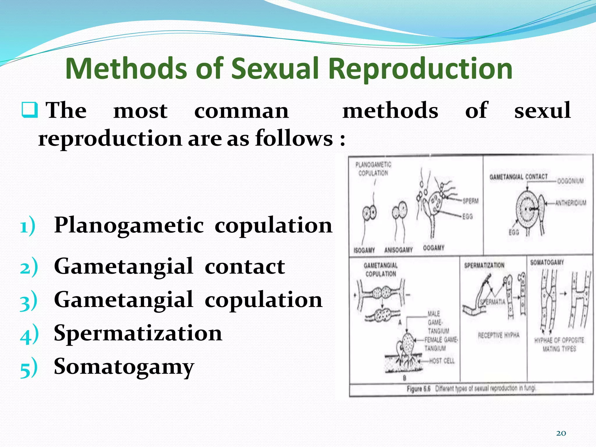 Reproduction in fungi | PPTX
