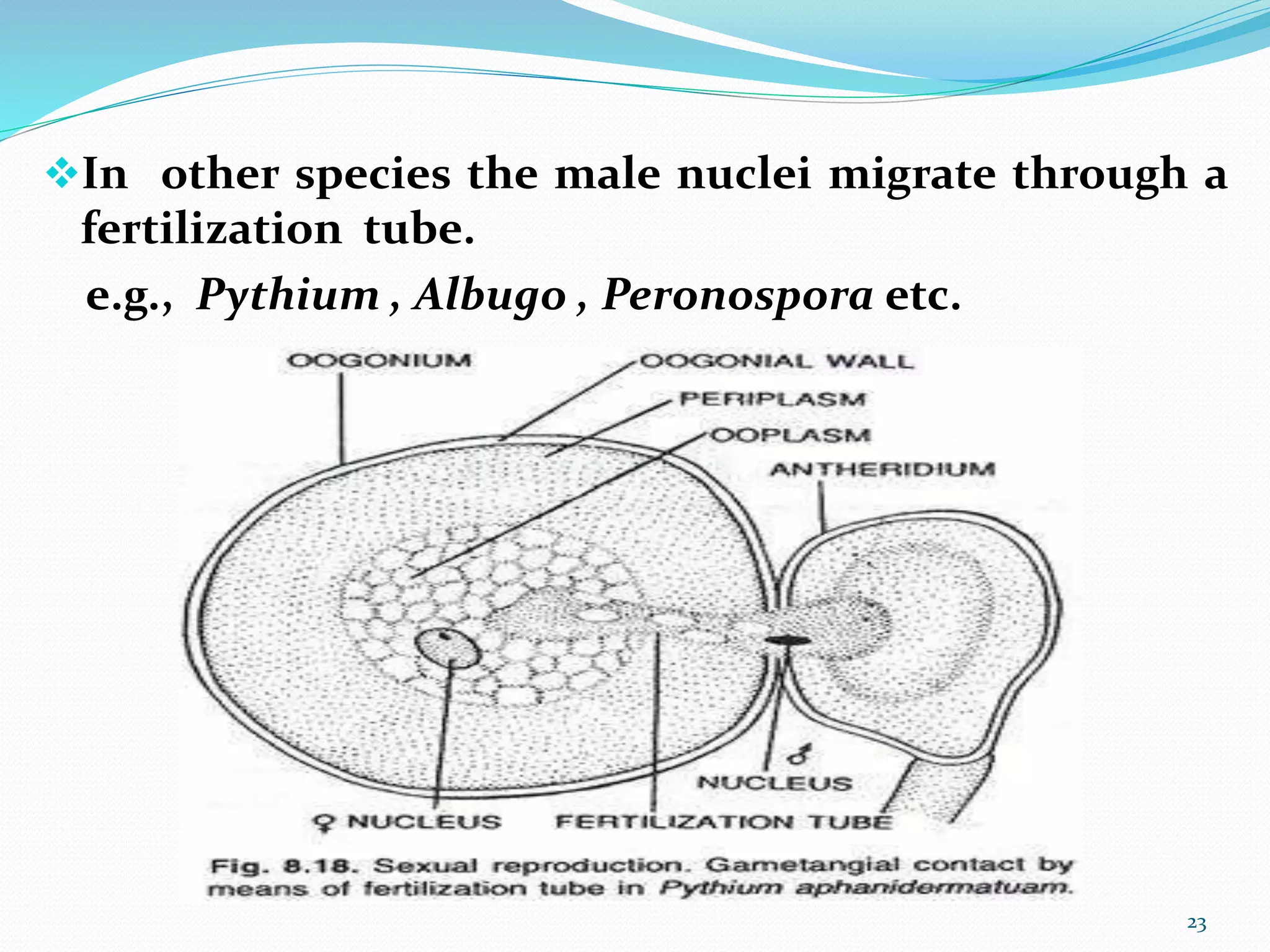 Reproduction in fungi | PPTX