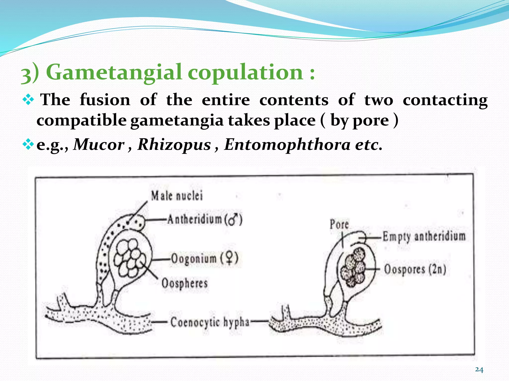 Reproduction in fungi | PPTX