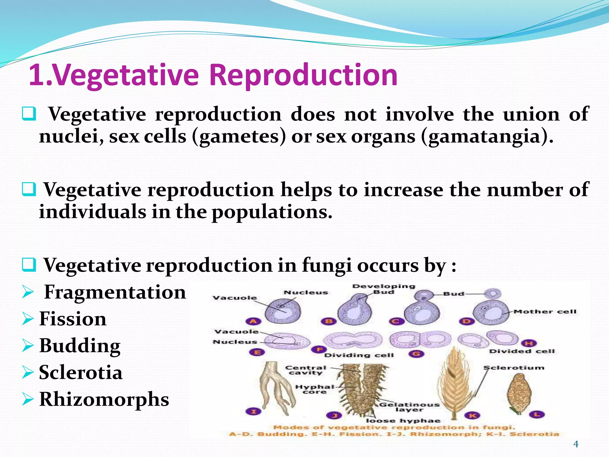 Reproduction in fungi | PPTX